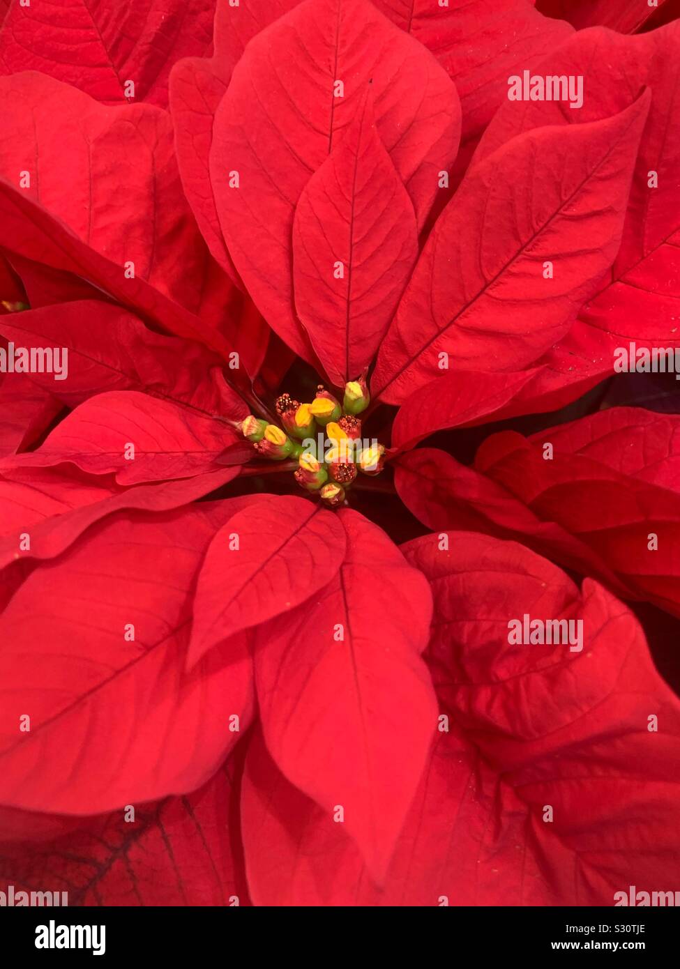 Flor beautiful hi-res stock photography and images - Alamy