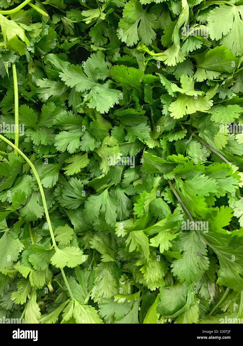 Bunch of fresh aromatic cilantro Stock Photo - Alamy