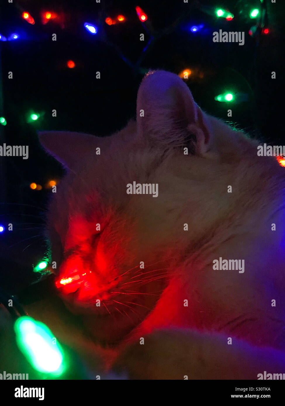 Rudolph red nose hi-res stock photography and images - Alamy