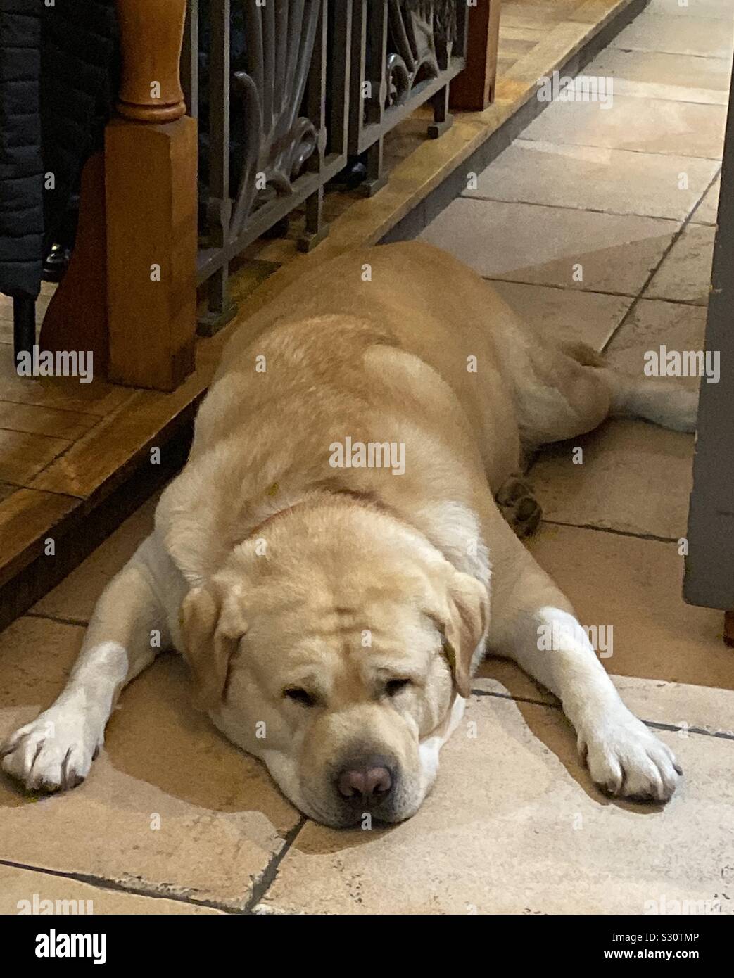 Tired Golden Labrador Stock Photo - Alamy