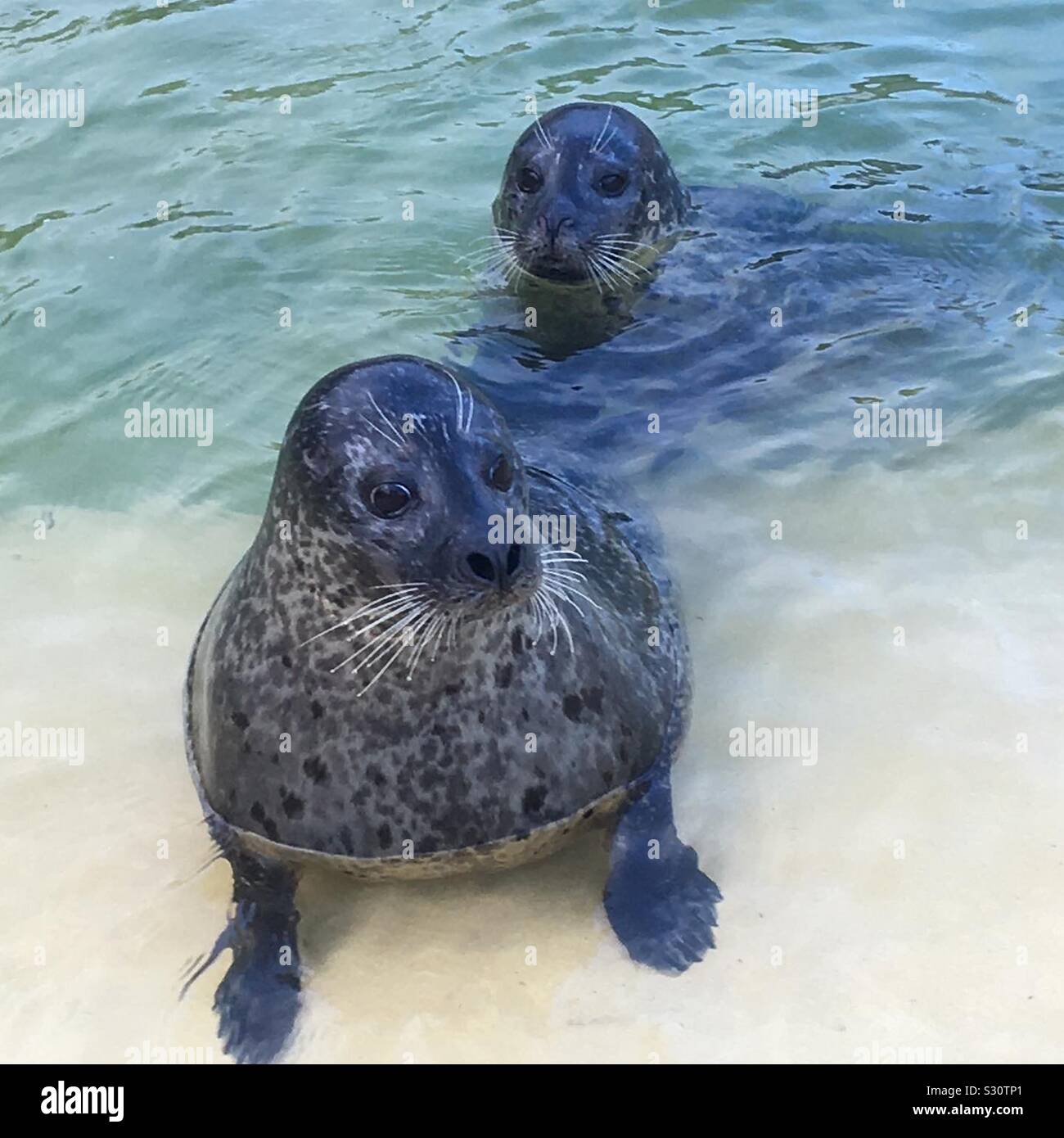 Two seals hi-res stock photography and images - Alamy