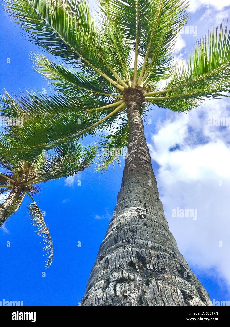 Under a tall tree hi-res stock photography and images - Alamy