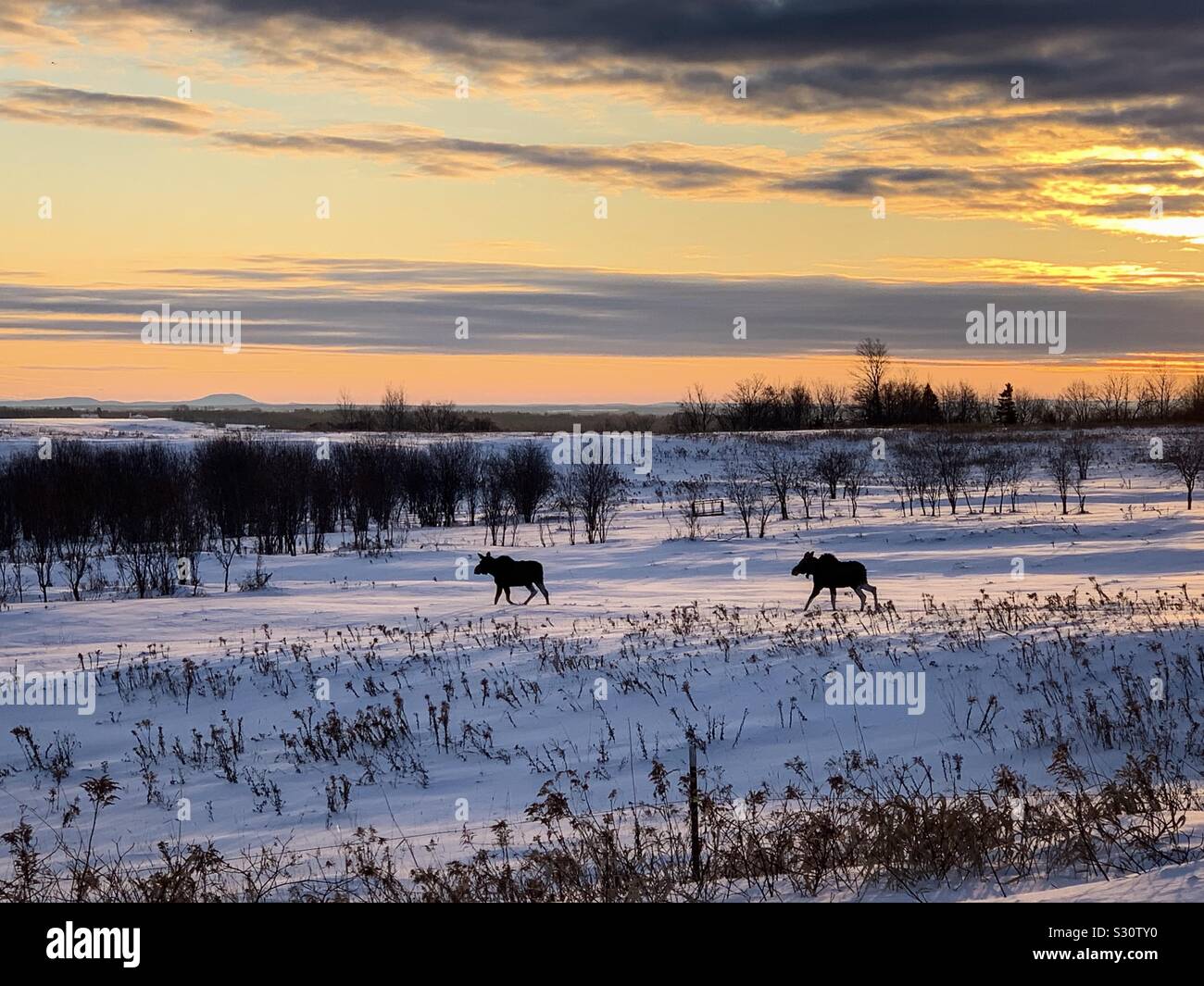 Moose maine hi-res stock photography and images - Alamy