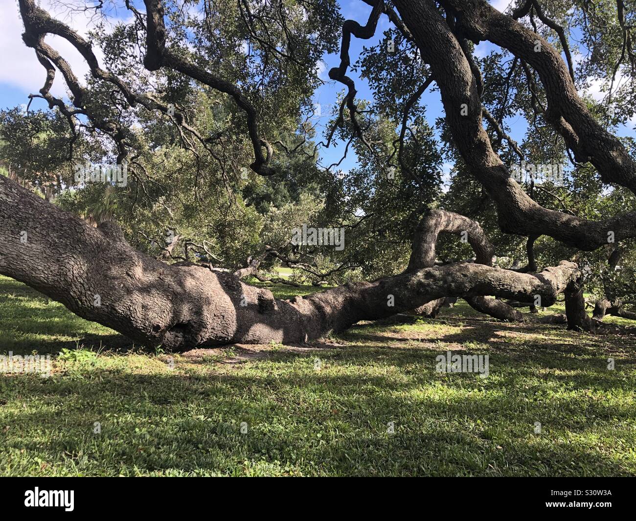 Tree branch over 200 years old Stock Photo - Alamy