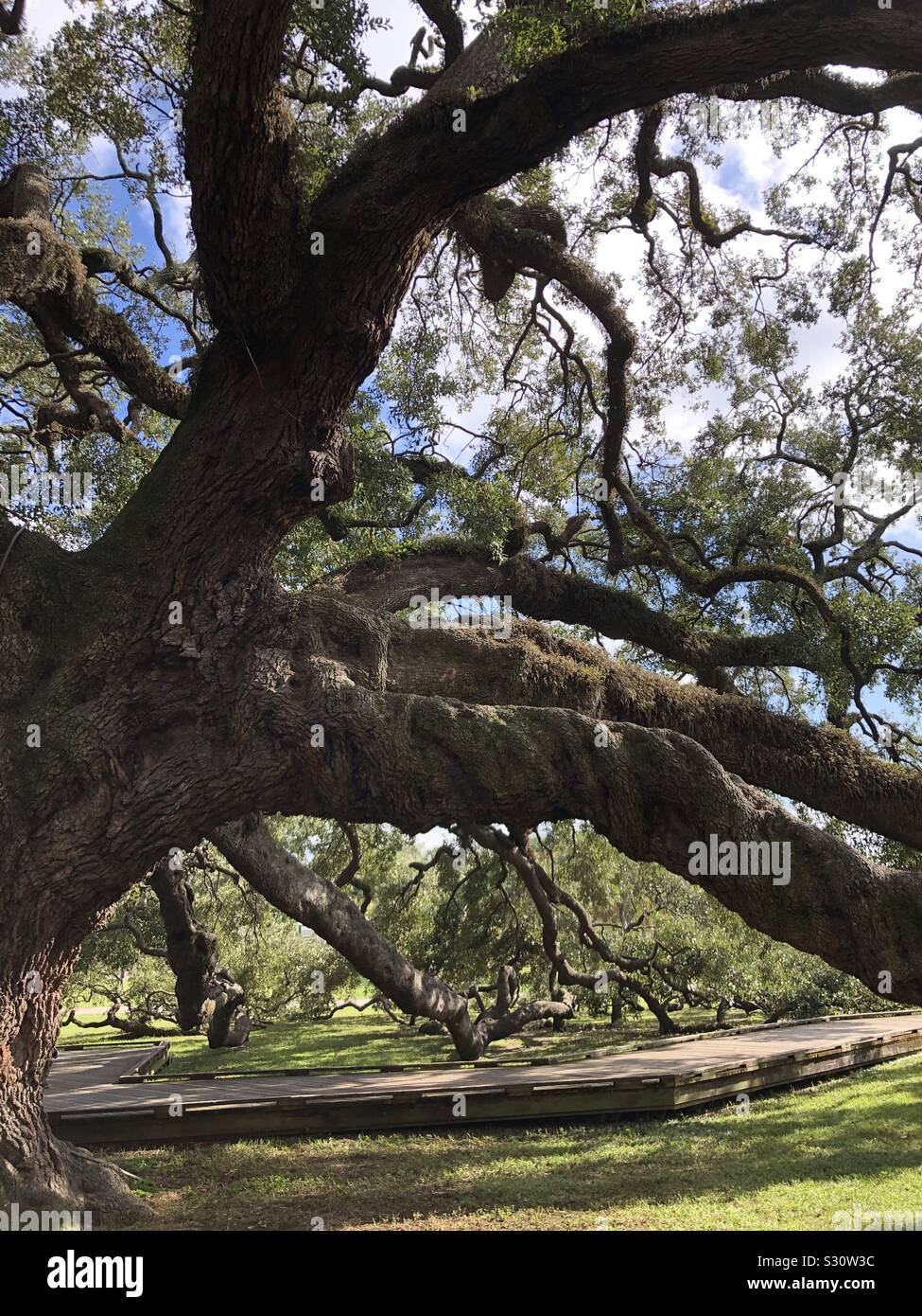 200 years old tree hi-res stock photography and images - Alamy