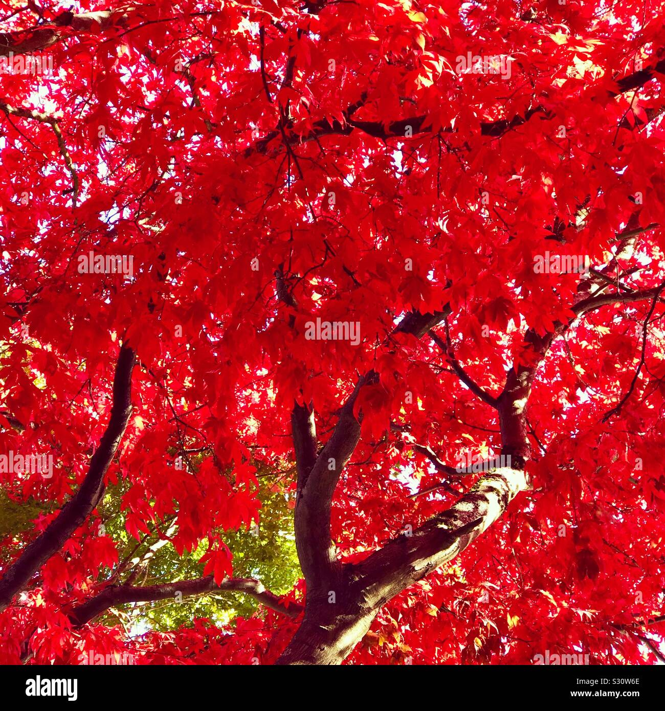 Scarlet leaves hi-res stock photography and images - Alamy