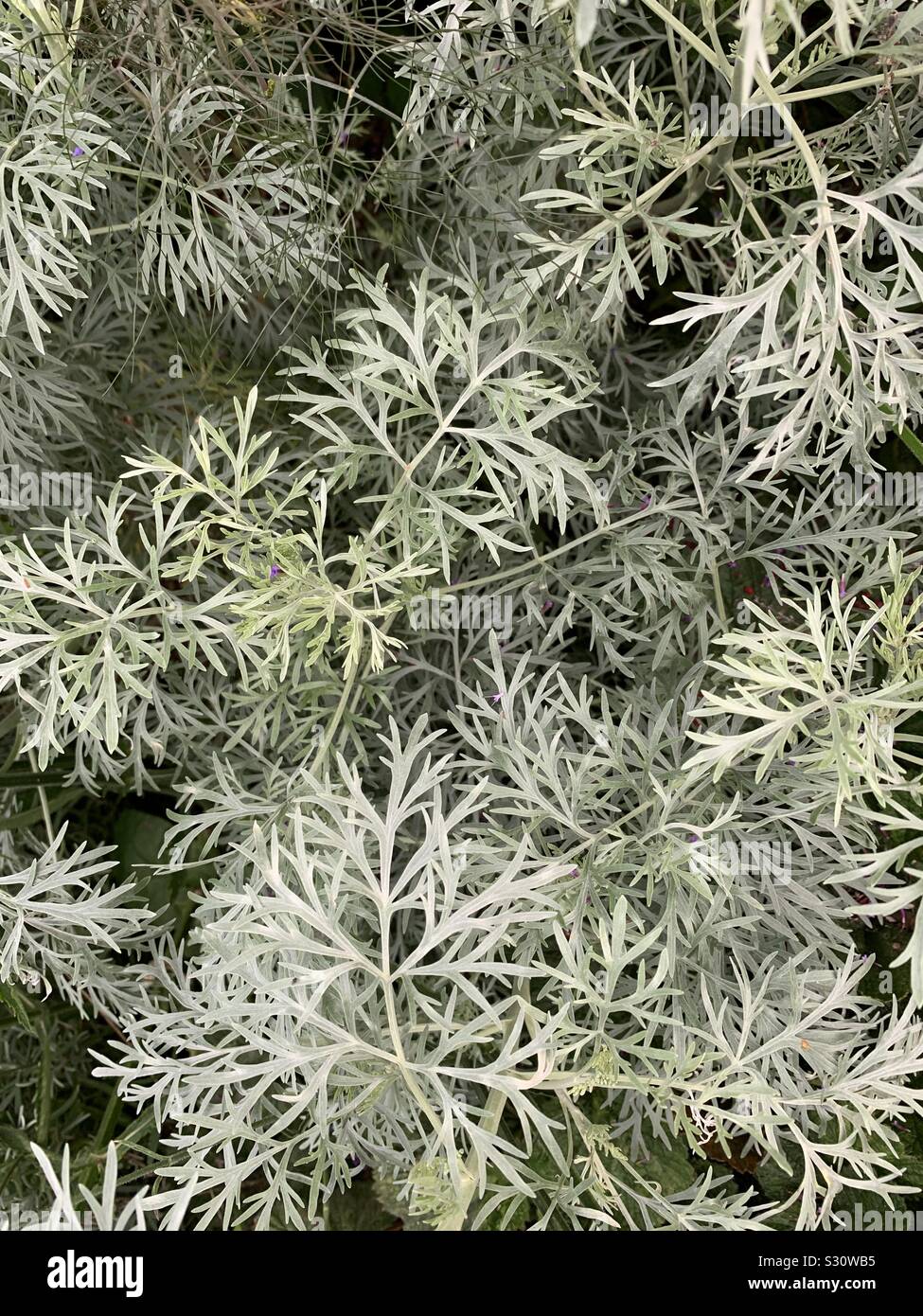 Wormwood plant hi-res stock photography and images - Alamy