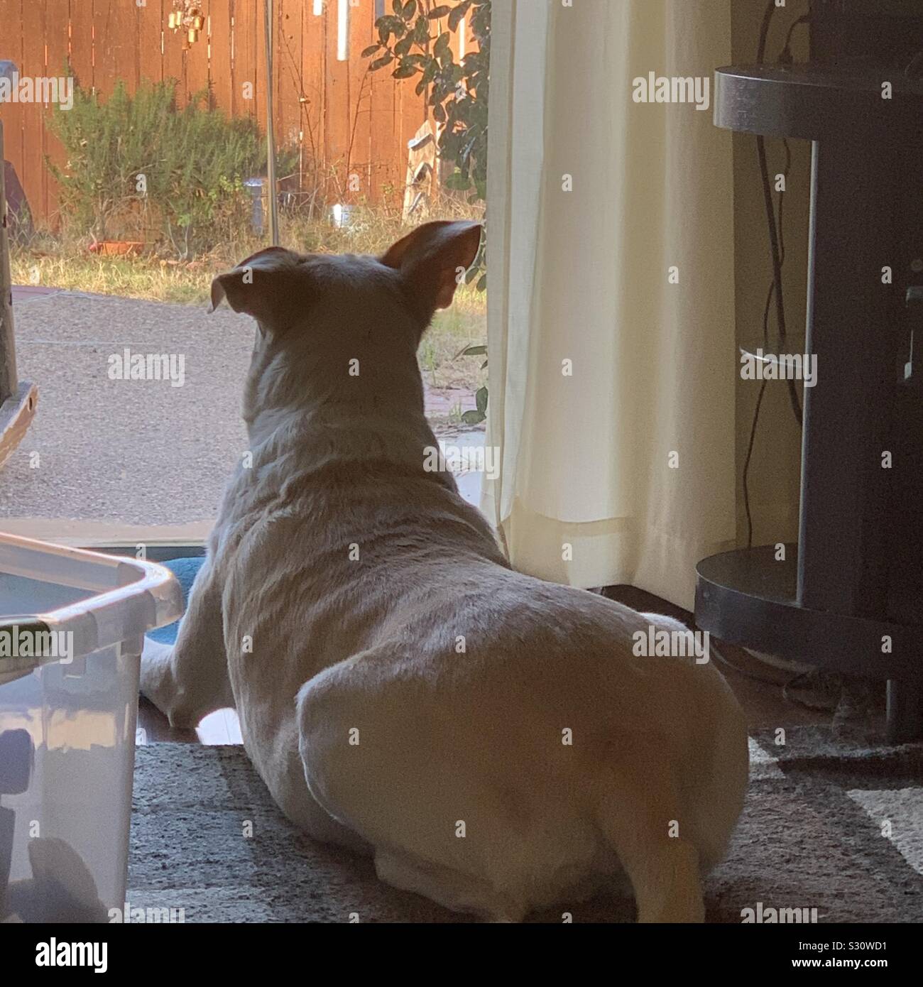 The perspective from a dog hi-res stock photography and images - Alamy