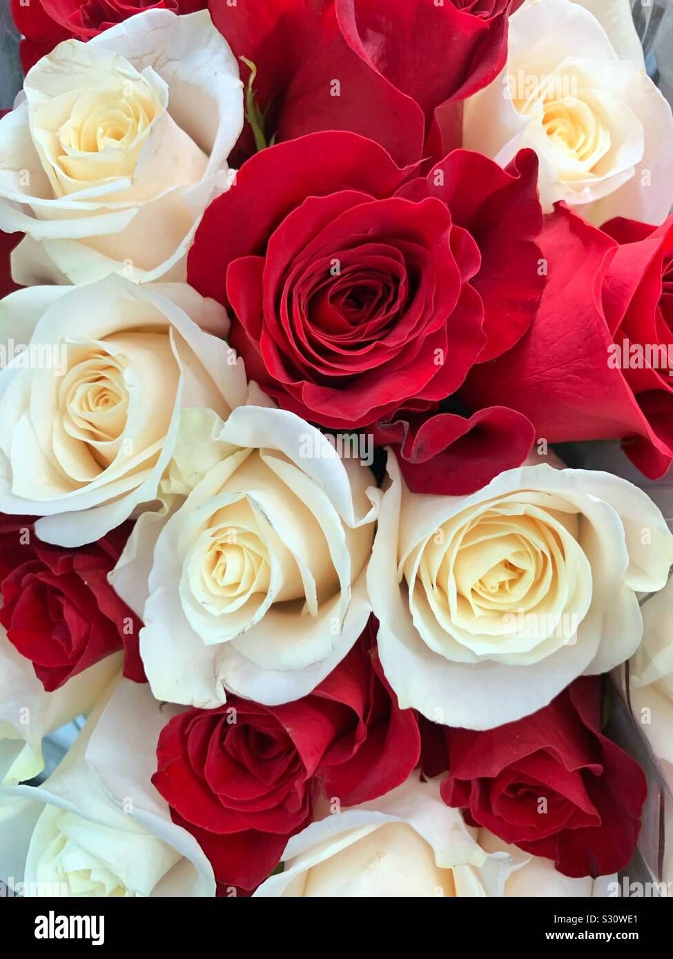 Fresh beautiful cheerful red and white roses Stock Photo - Alamy