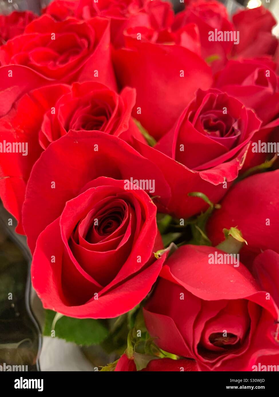 Beautiful red roses hi-res stock photography and images - Alamy