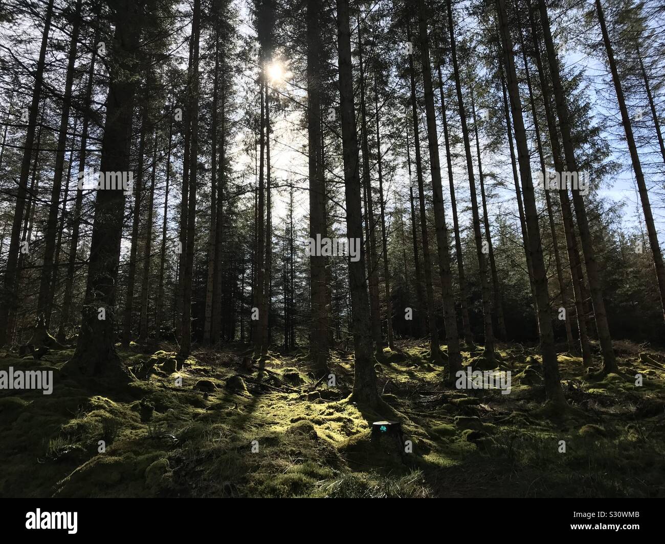 Scottish forest woods trees hi-res stock photography and images - Alamy