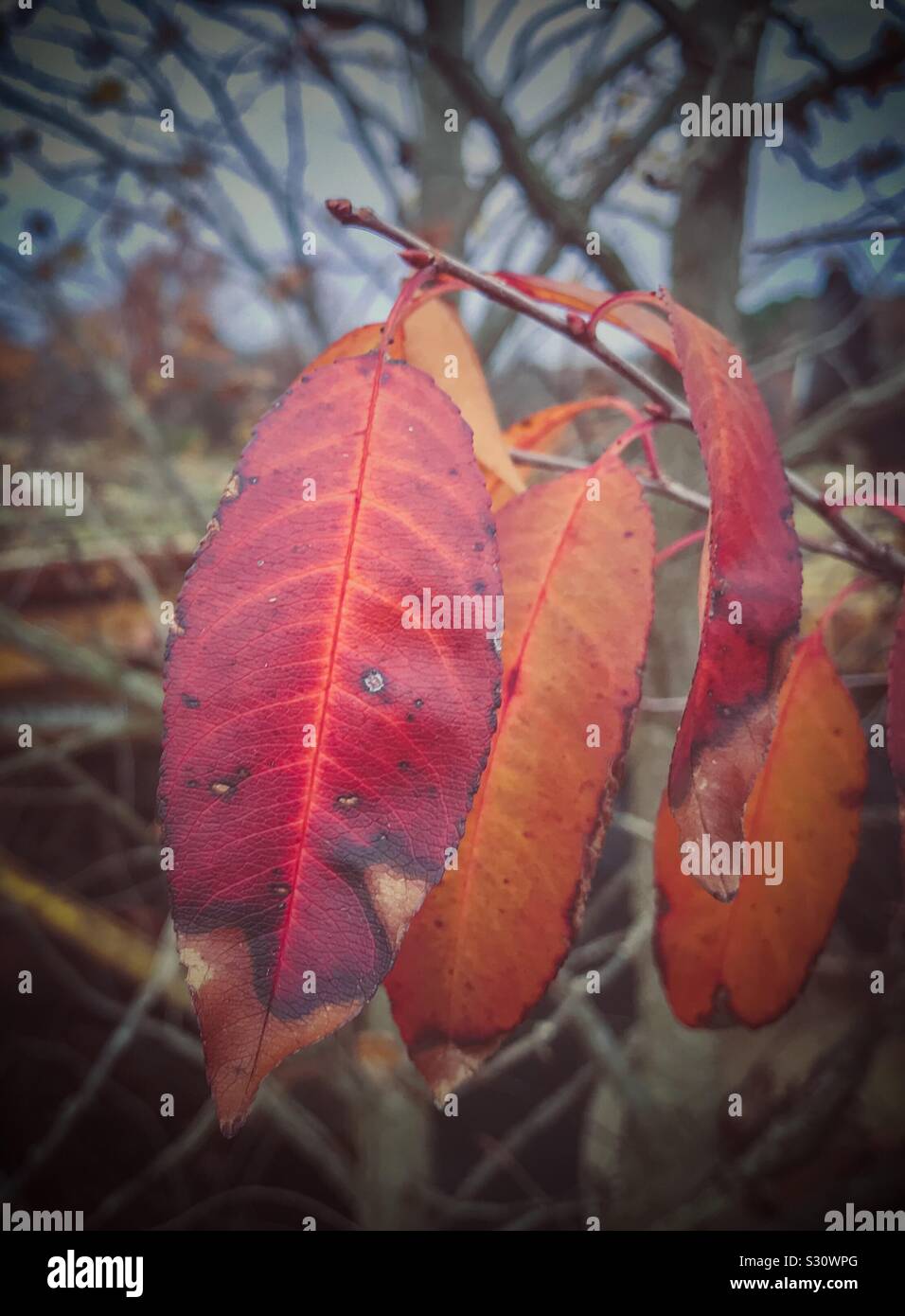 Bright leaves on fall tree Stock Photo - Alamy
