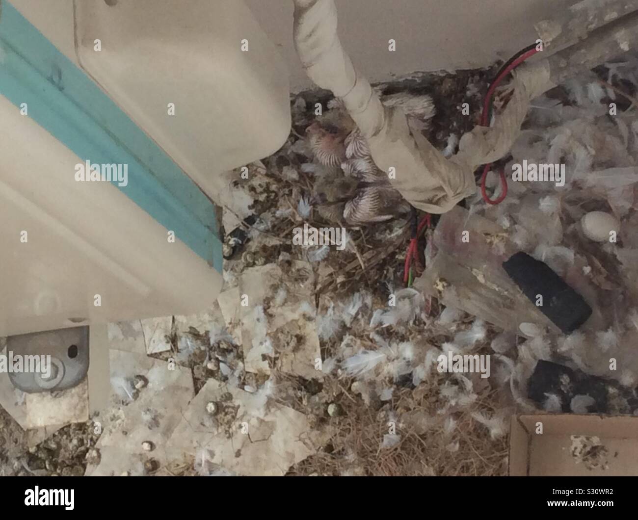 Trash bird nest hi-res stock photography and images - Alamy