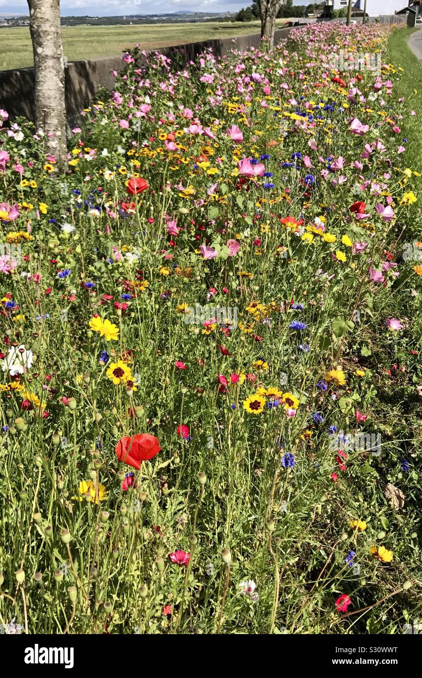 Roadside Verge Flowers Stock Photos & Roadside Verge Flowers Stock ...