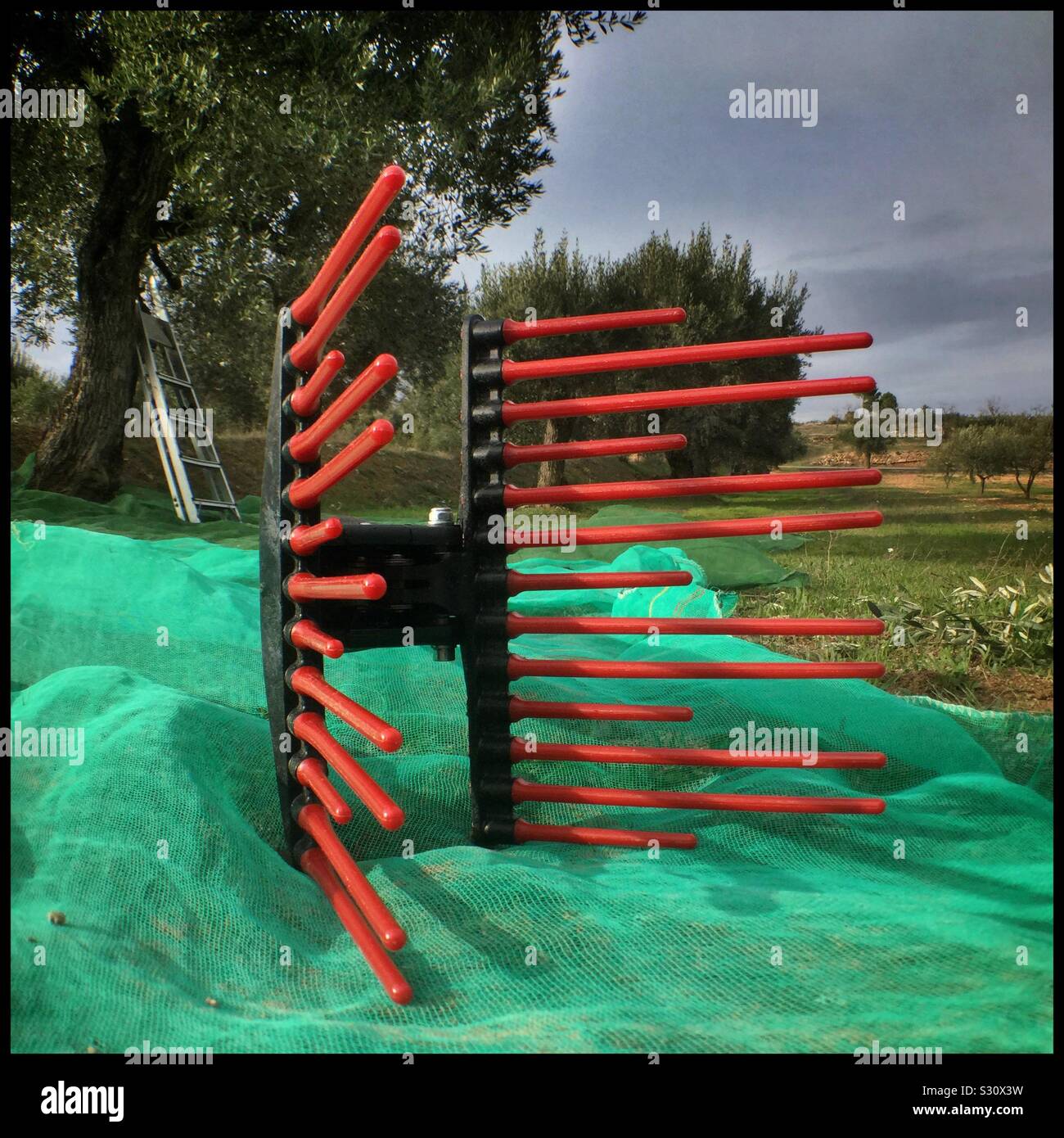 Olive Harvesting, Machine High Resolution Stock Photography and Images ...