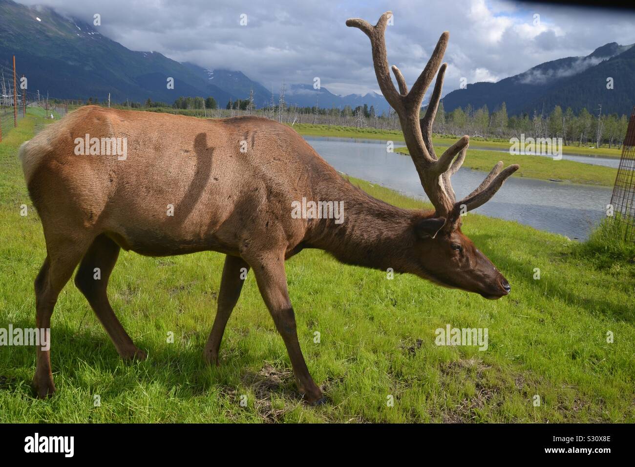 Alaska Elk High Resolution Stock Photography and Images - Alamy