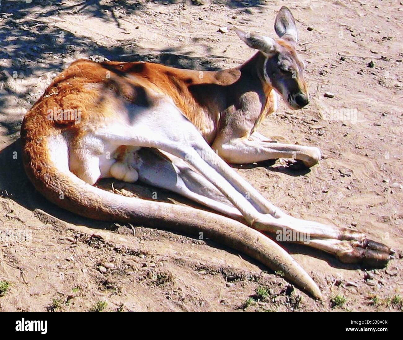 Kangaroo lounging hi-res stock photography and images - Alamy