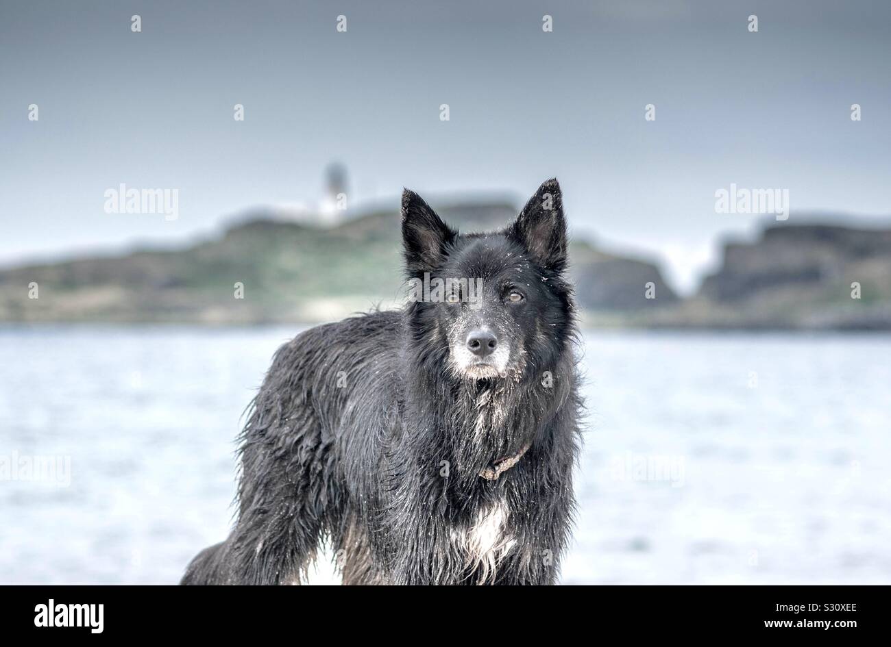 An alsatian cross hi-res stock photography and images - Alamy