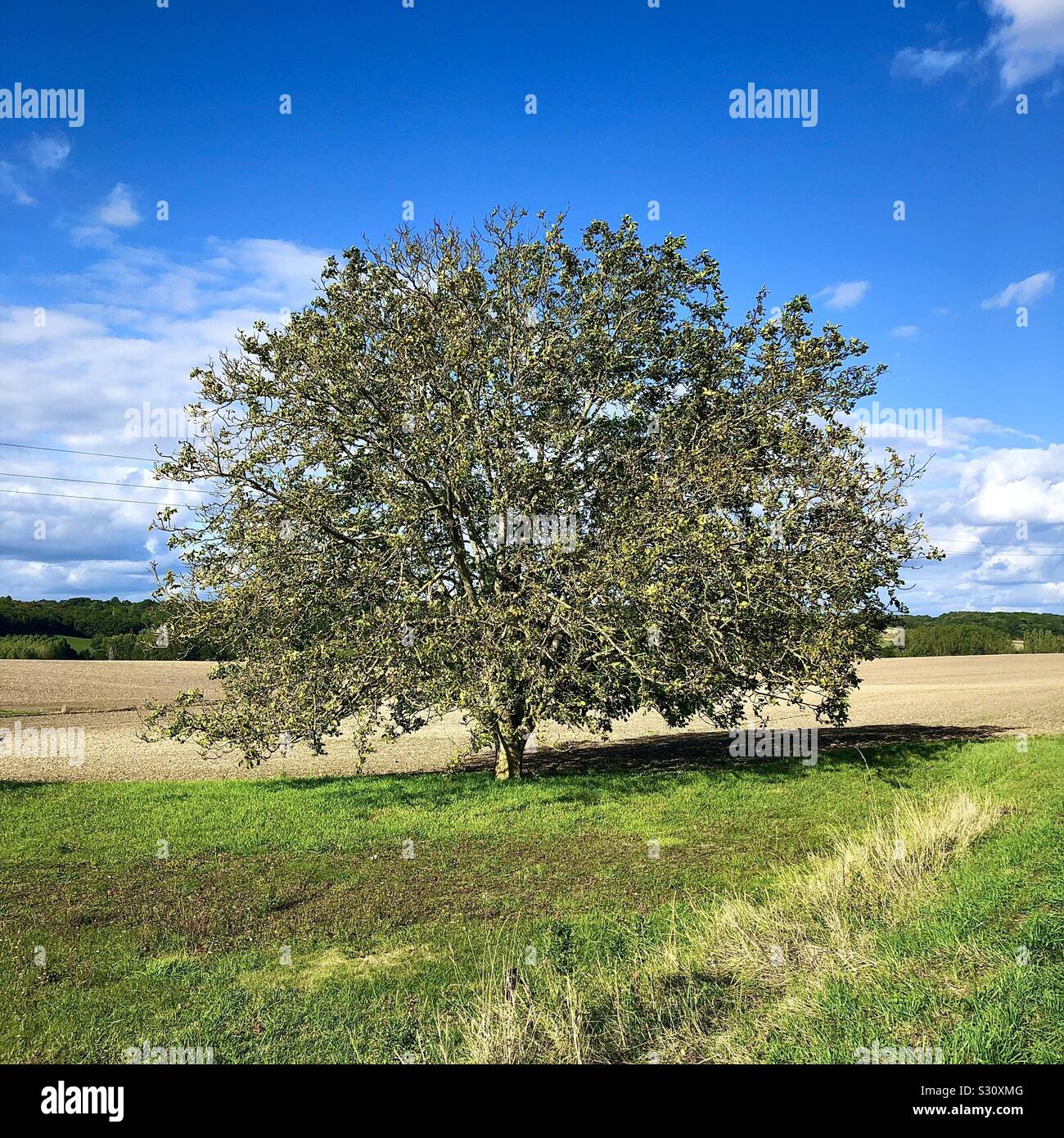 Walnut tree in French farmland Stock Photo - Alamy