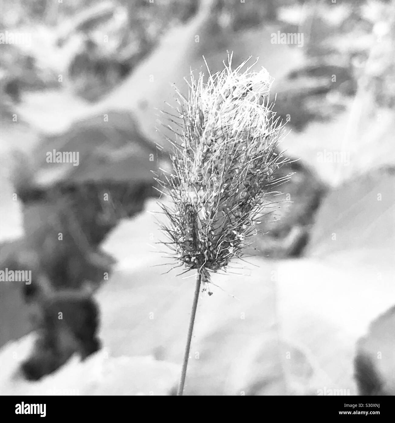 Carnation of india Black and White Stock Photos & Images - Alamy