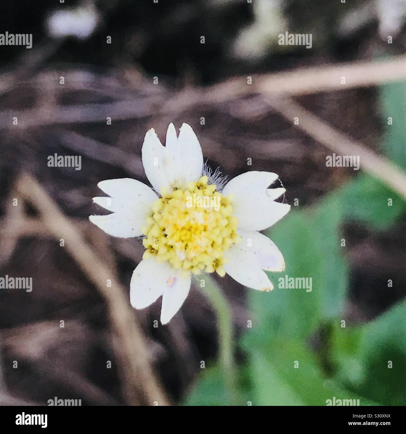 Indian carnation hi-res stock photography and images - Alamy
