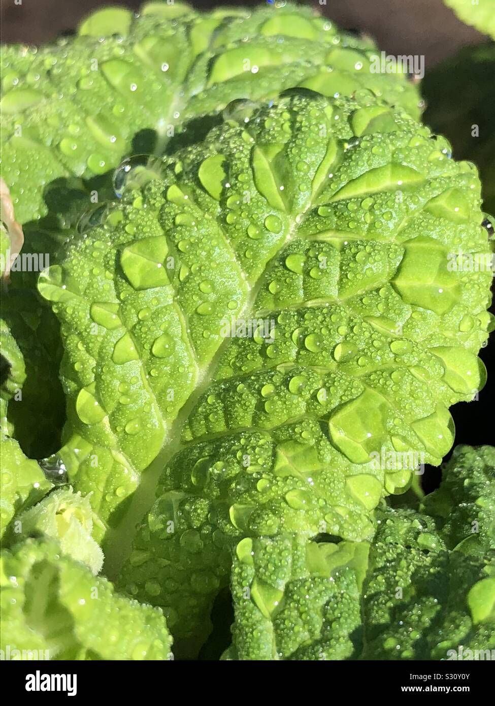 Water droplets on a leaf in the sun after a rain storm Stock Photo - Alamy