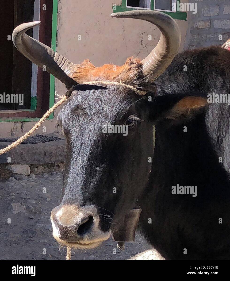 Cow cross hi-res stock photography and images - Alamy