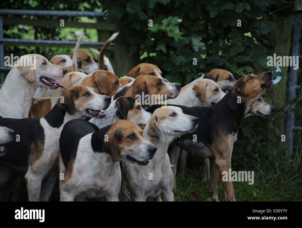 Mink hunt uk hi-res stock photography and images - Alamy