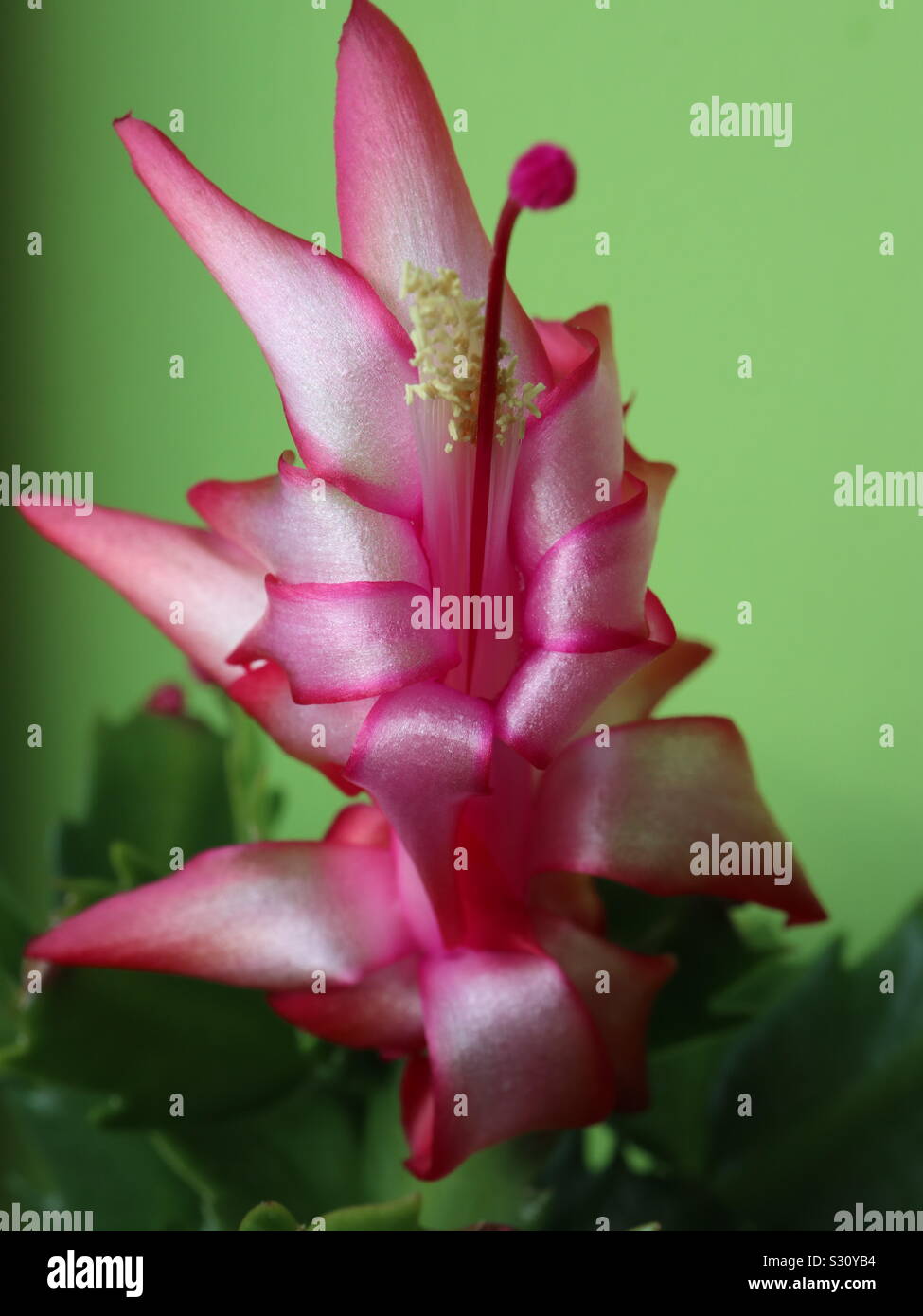 False Christmas Cactus In Bloom Schlumbergera Truncata Stock Photo Alamy false-christmas-cactus-in-bloom-schlumbergera-truncata-stock-photo-alamy
