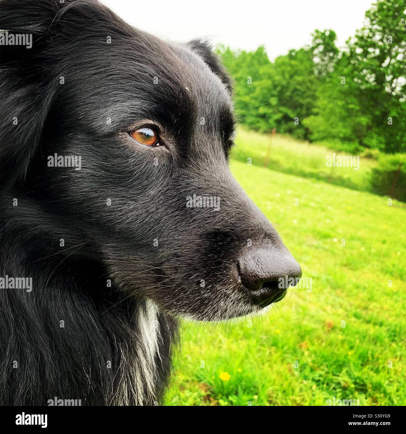 Australian shepherd head hi-res stock photography and images - Alamy