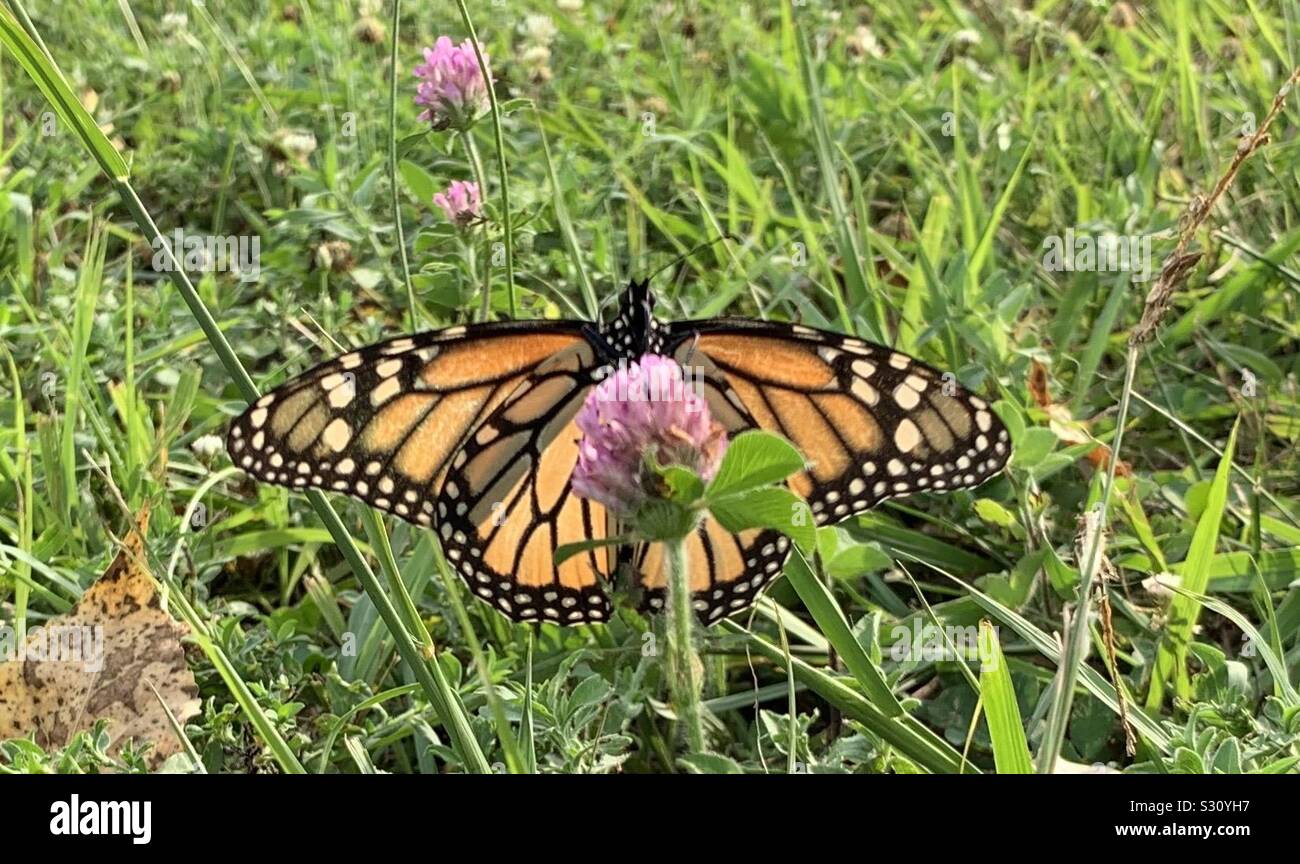 Monarch Butterfly on clover Stock Photo - Alamy