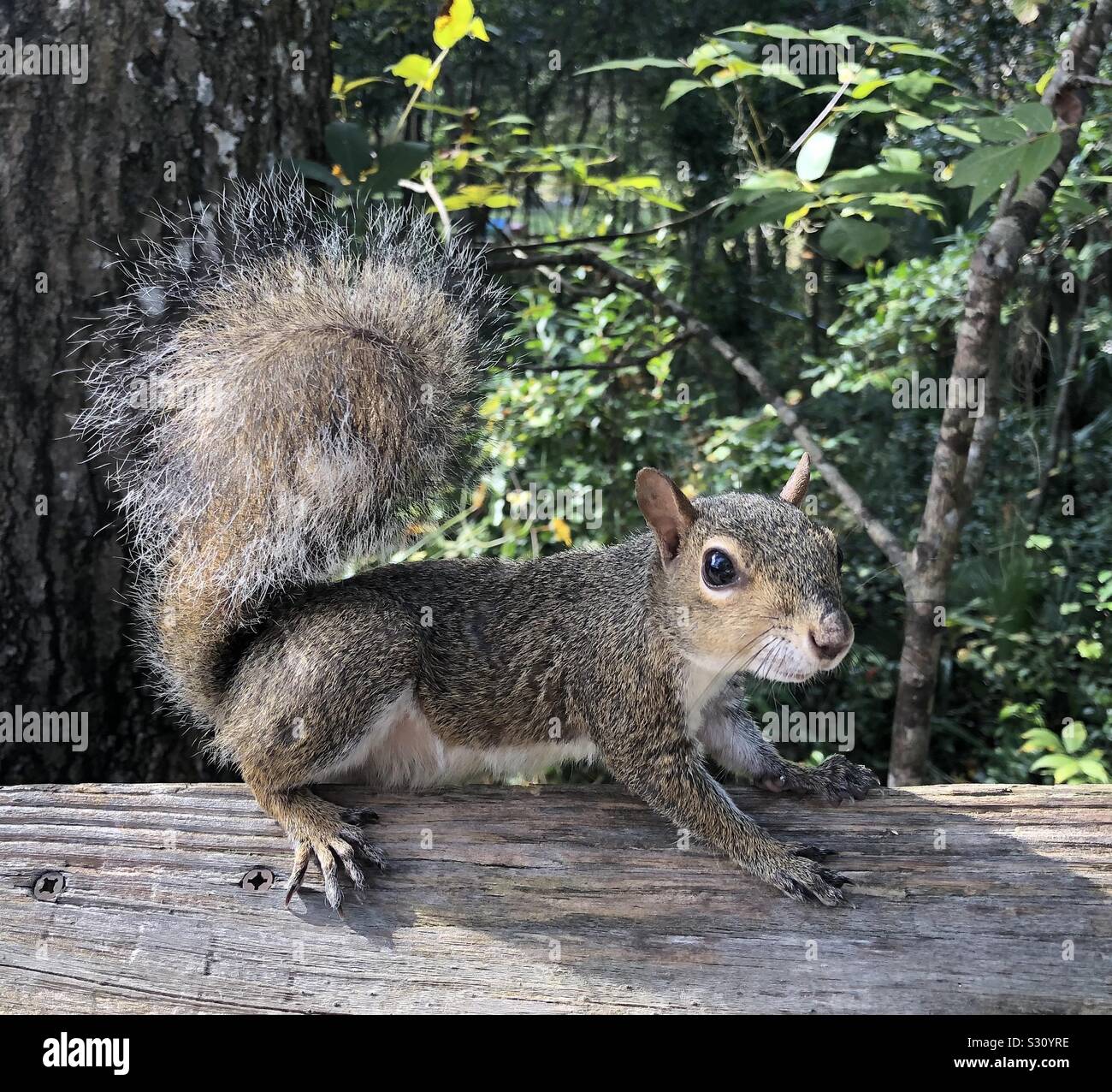 Fluffy tail hi-res stock photography and images - Alamy