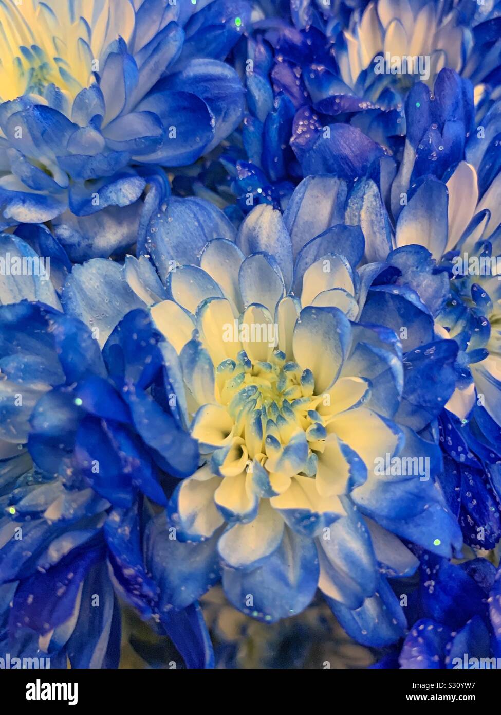Blue carnations hi-res stock photography and images - Alamy