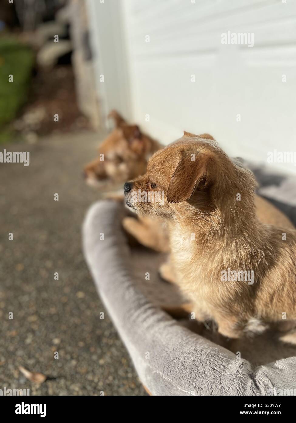 Two Dogs Sun High Resolution Stock Photography and Images - Alamy