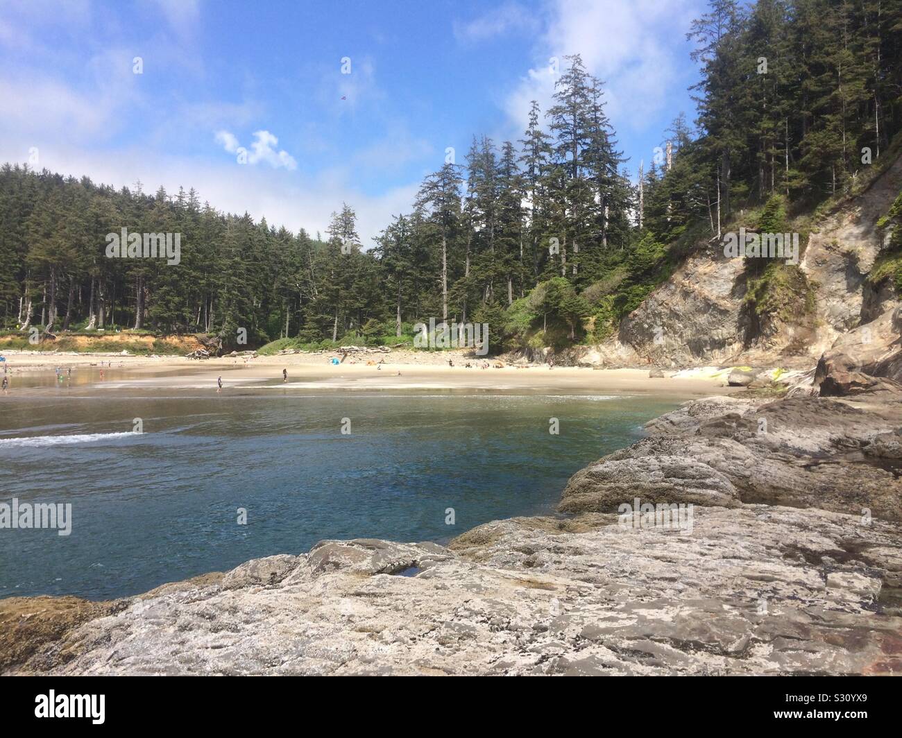 Forest Meets Coast Stock Photo - Alamy