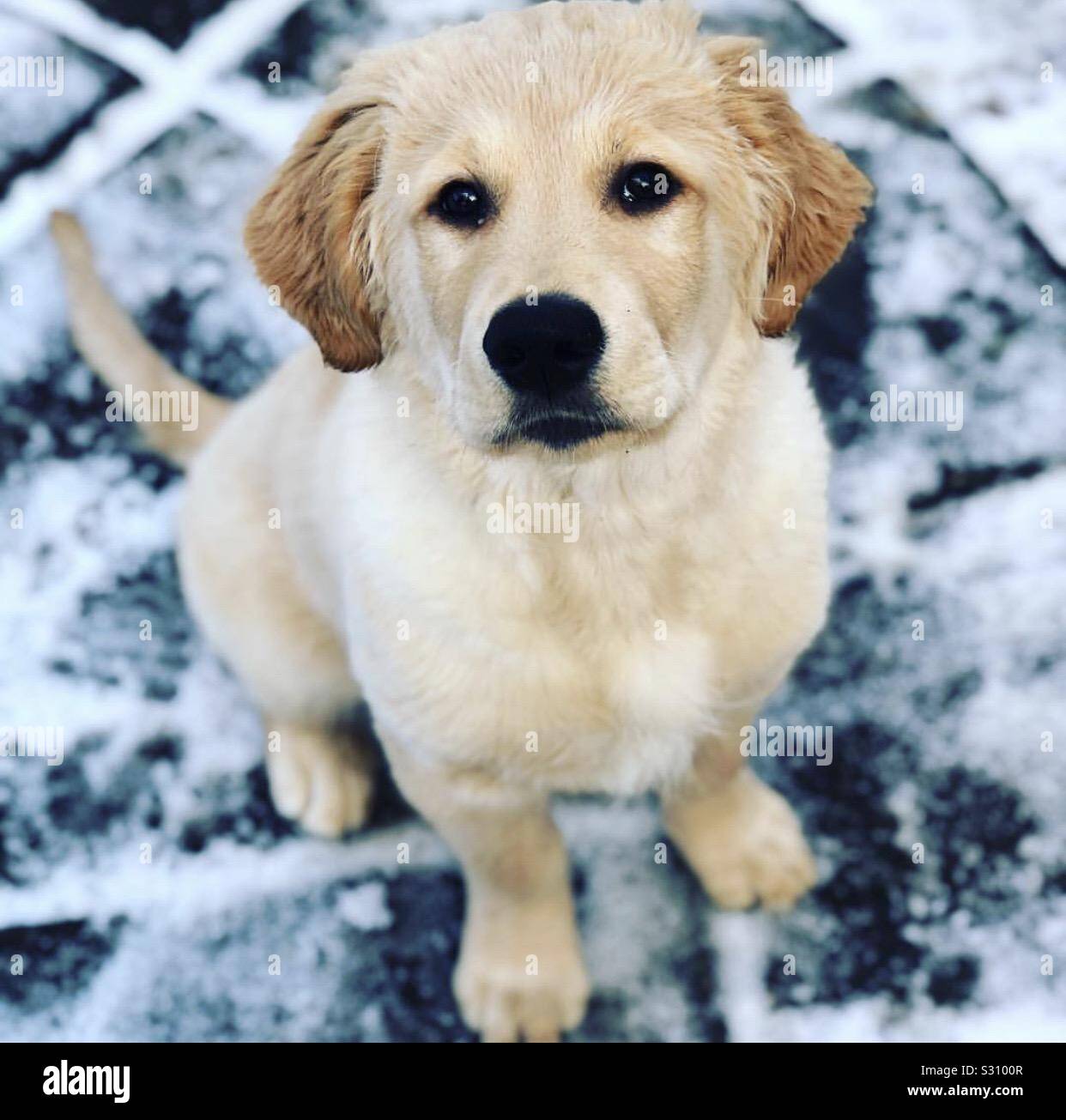 Charlie snow hi-res stock photography and images - Alamy