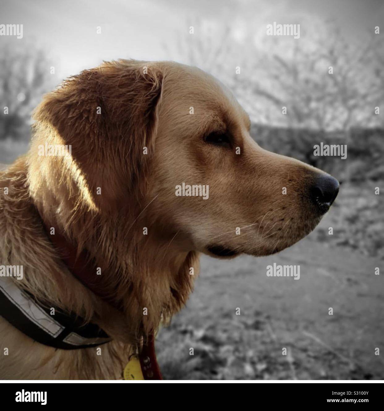 Charlie dog hi-res stock photography and images - Alamy