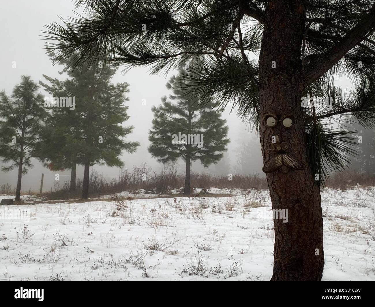 Wise old tree hi-res stock photography and images - Alamy