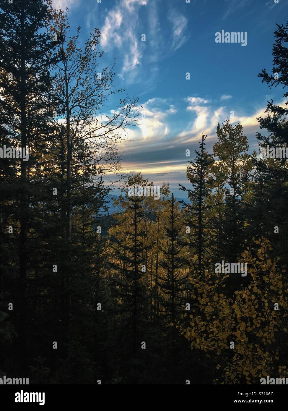 Aspen trees new mexico hi-res stock photography and images - Alamy
