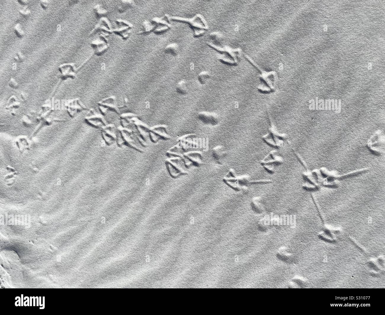 Shorebird tracks hi-res stock photography and images - Alamy