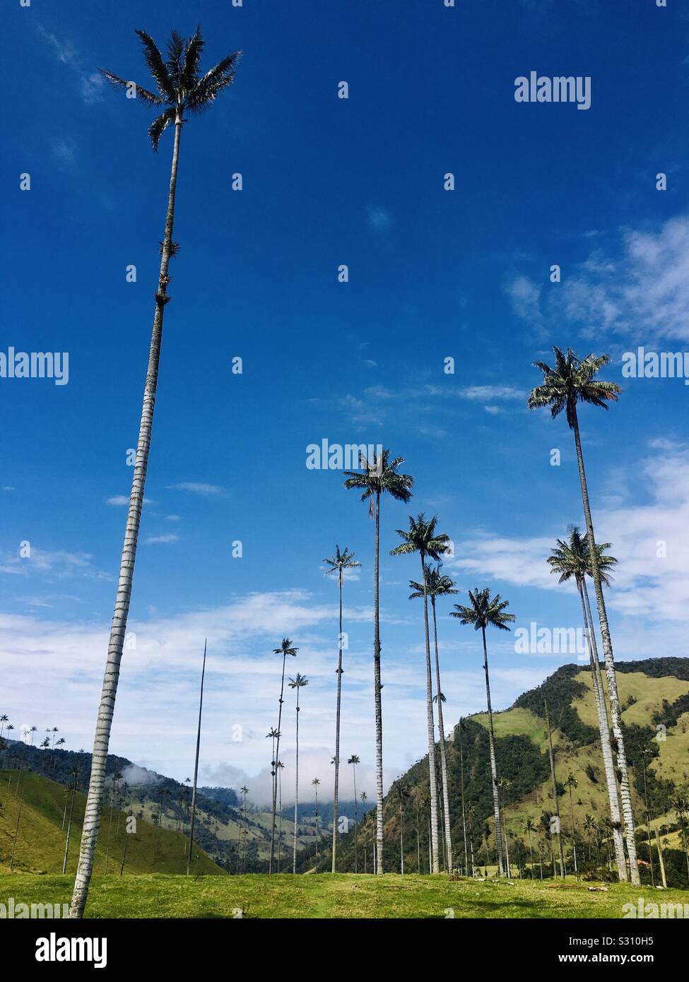 Tall Palms High Resolution Stock Photography and Images - Alamy