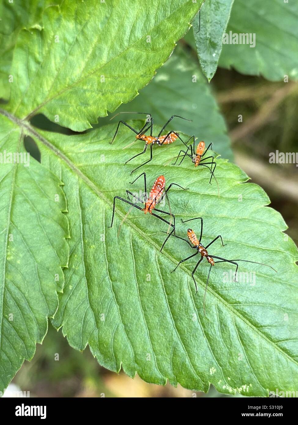 Assassin bugs hi-res stock photography and images - Alamy