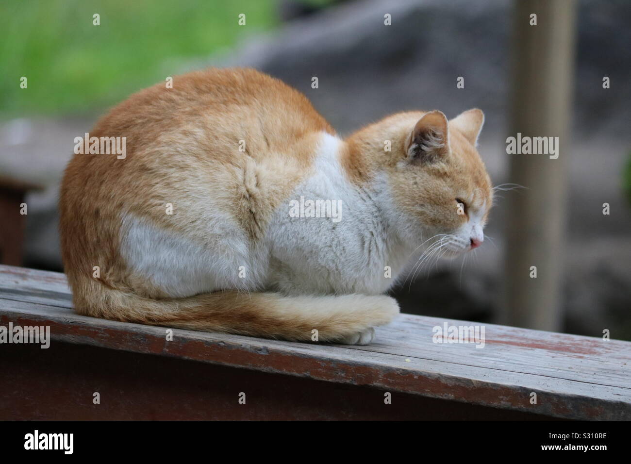 Chubby brown hi-res stock photography and images - Alamy