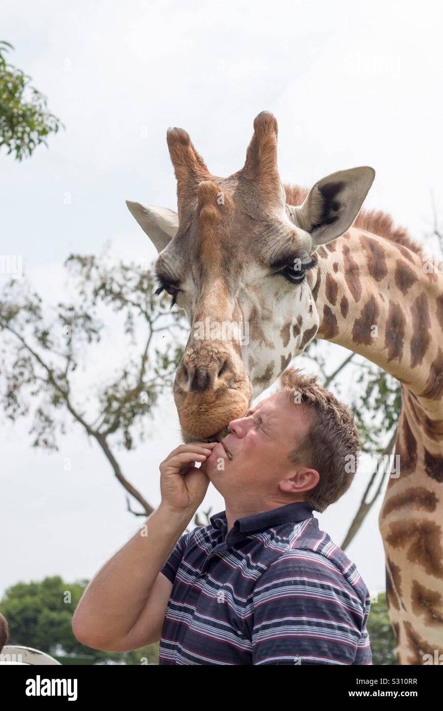 Kissing giraffe High Resolution Stock Photography and Images - Alamy