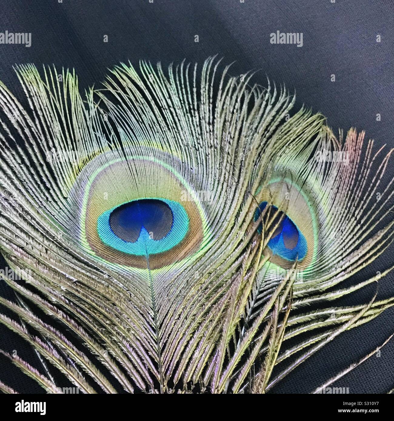 Indian national bird hi-res stock photography and images - Alamy