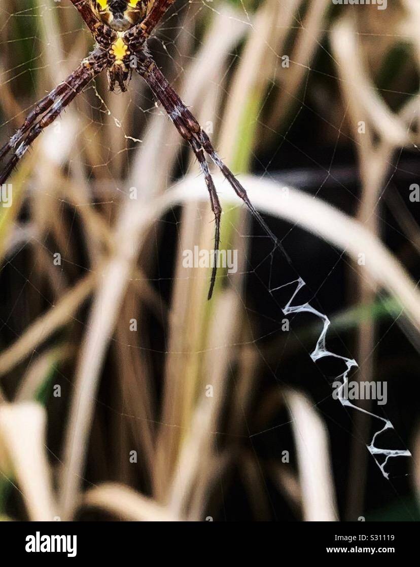 Hawaii garden spider hi-res stock photography and images - Alamy