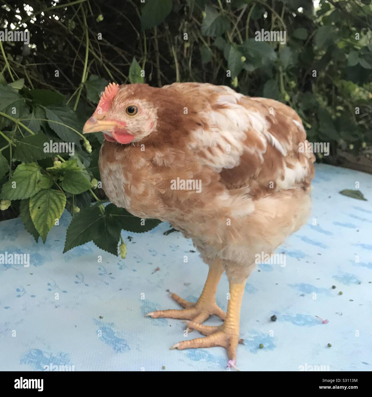 Hen chicken street hi-res stock photography and images - Alamy