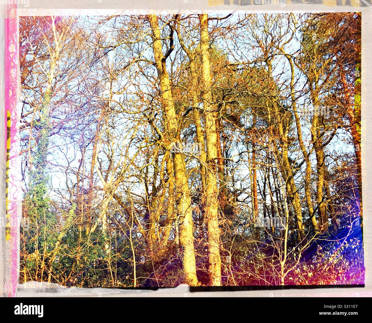 Tangled weeds hi-res stock photography and images - Alamy