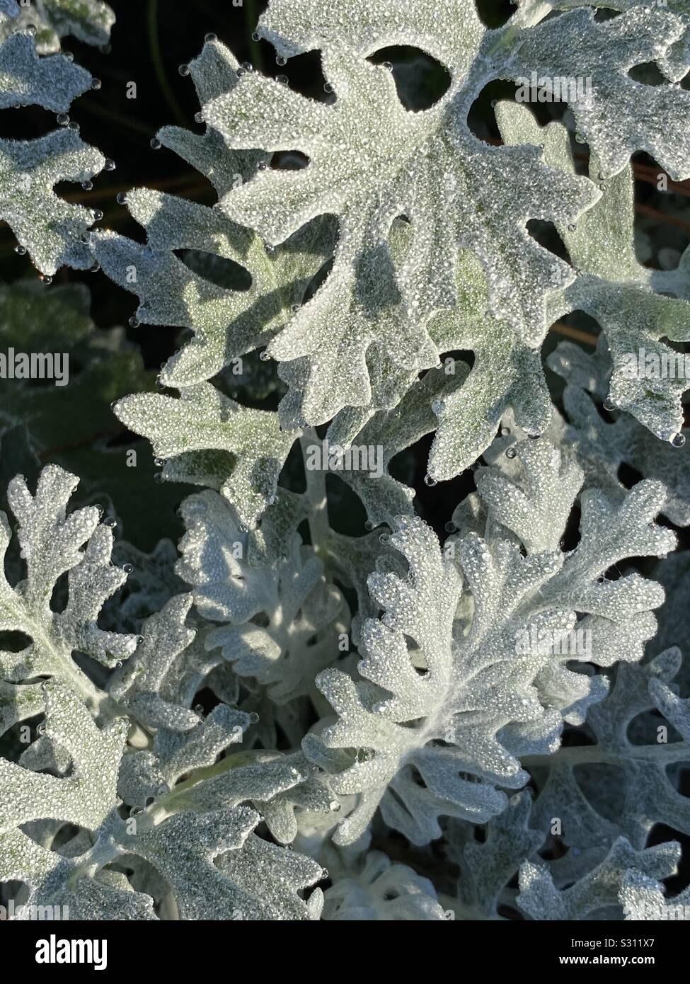 Dusty miller plant hi-res stock photography and images - Alamy