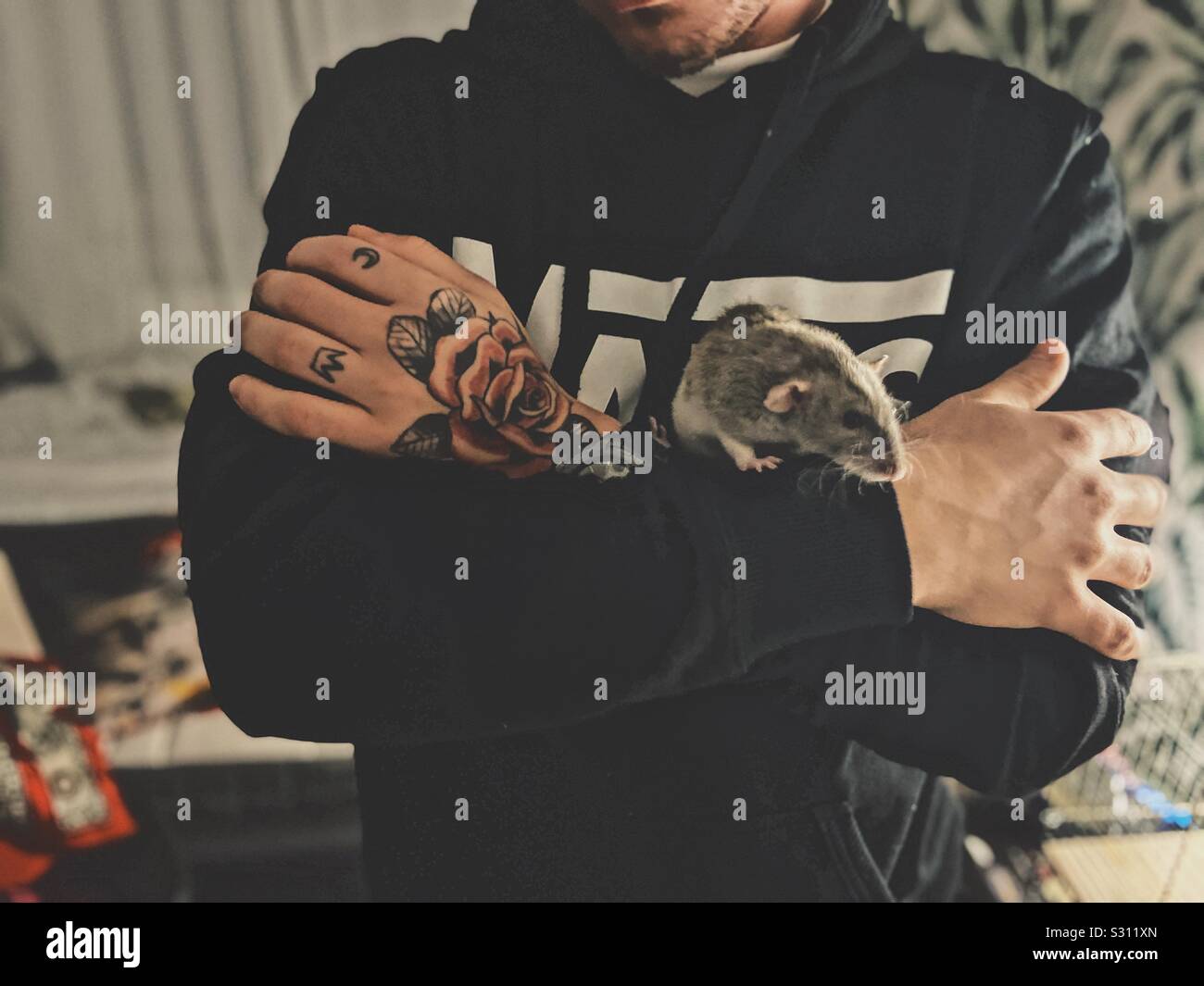 Rats playing hi-res stock photography and images - Alamy